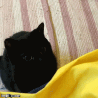 206 GIF - Conseguir o melhor gif em GIFER