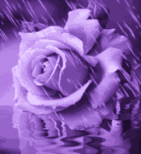 Pule GIFs - Get the best gif on GIFER