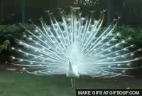 Peacocks GIFs - Get the best gif on GIFER