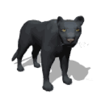 Pantera GIFs - Get the best gif on GIFER