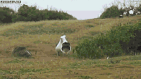 Albatross GIFs - Get the best gif on GIFER