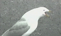 Seagulls GIFs - Get the best gif on GIFER
