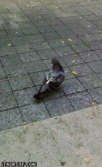 Pigeon GIFs - Get the best gif on GIFER