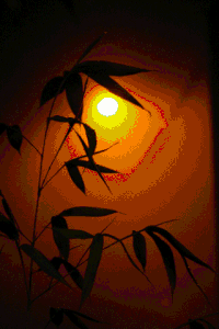 Zen GIFs - Get the best gif on GIFER