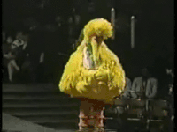 Big bird GIFs - Get the best gif on GIFER