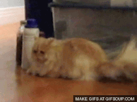 Shocked cat GIFs - Get the best gif on GIFER
