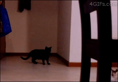 Neocat GIFs - Get the best gif on GIFER