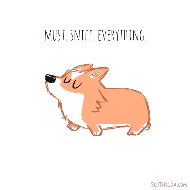 Welsh corgi GIF - Conseguir o melhor gif em GIFER