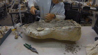 Fossils GIF - Conseguir o melhor gif em GIFER
