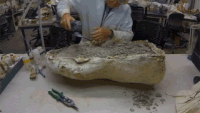 Fossils GIFs - Get the best gif on GIFER