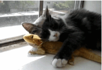 Reliable GIFs - Get the best gif on GIFER