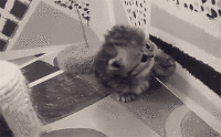 Smallest GIFs - Get the best gif on GIFER