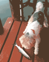 Sneak GIFs - Get the best gif on GIFER