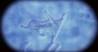 Evolution GIFs - Get the best gif on GIFER