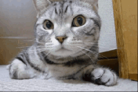 Microondas GIFs - Get the best gif on GIFER