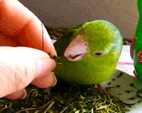 Parrotlet GIFs - Get the best gif on GIFER