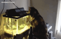 Observando GIFs - Get the best gif on GIFER