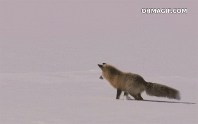Bury head GIF - Conseguir o melhor gif em GIFER