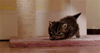 Stealth GIFs - Get the best gif on GIFER