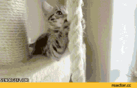 Rope GIFs - Get the best gif on GIFER