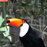 Ramas GIFs - Get the best gif on GIFER