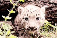 Leopard GIFs - Get the best gif on GIFER