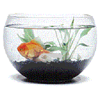 Goldfish GIFs - Get the best gif on GIFER