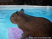 Surfs GIFs - Get the best gif on GIFER