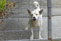 Bark GIFs - Get the best gif on GIFER