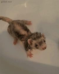 Ferrets GIFs - Get the best gif on GIFER