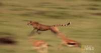 Speed GIFs - Get the best gif on GIFER