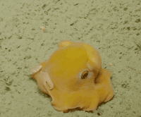 Pulpo GIFs - Get the best gif on GIFER