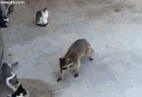 Robbery GIFs - Get the best gif on GIFER
