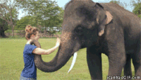 Trunk GIFs - Get the best gif on GIFER