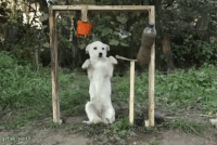 Bucket GIFs - Get the best gif on GIFER