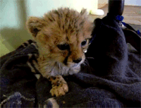 Spotted GIFs - Get the best gif on GIFER