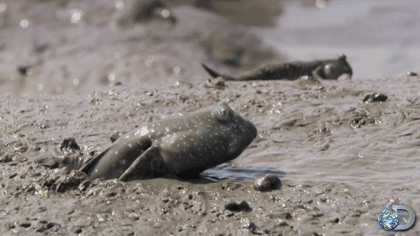 Mudskippers GIFs - Get the best gif on GIFER