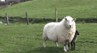 Sheep GIFs - Get the best gif on GIFER