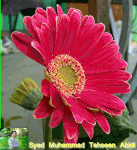 Blume GIFs - Get the best gif on GIFER