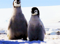 Waddles GIFs - Get the best gif on GIFER