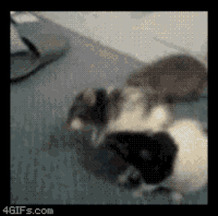 Rats GIFs - Get the best gif on GIFER