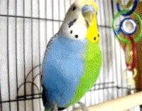 Budgie GIFs - Get the best gif on GIFER