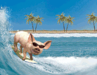 Surf GIFs - Get the best gif on GIFER