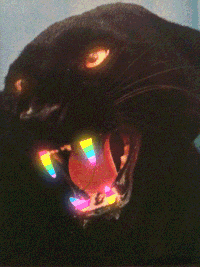 Hypno cat GIFs - Get the best gif on GIFER