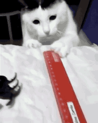 Overly GIFs - Get the best gif on GIFER