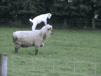 Lamb GIFs - Get the best gif on GIFER