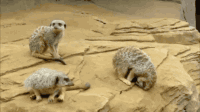 Meerkat GIFs - Get the best gif on GIFER