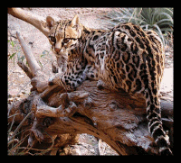 Ocelot GIFs - Get the best gif on GIFER