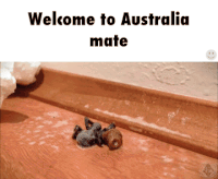 Australia GIFs - Get the best gif on GIFER