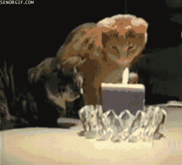 Catscandle GIFs - Get the best gif on GIFER
